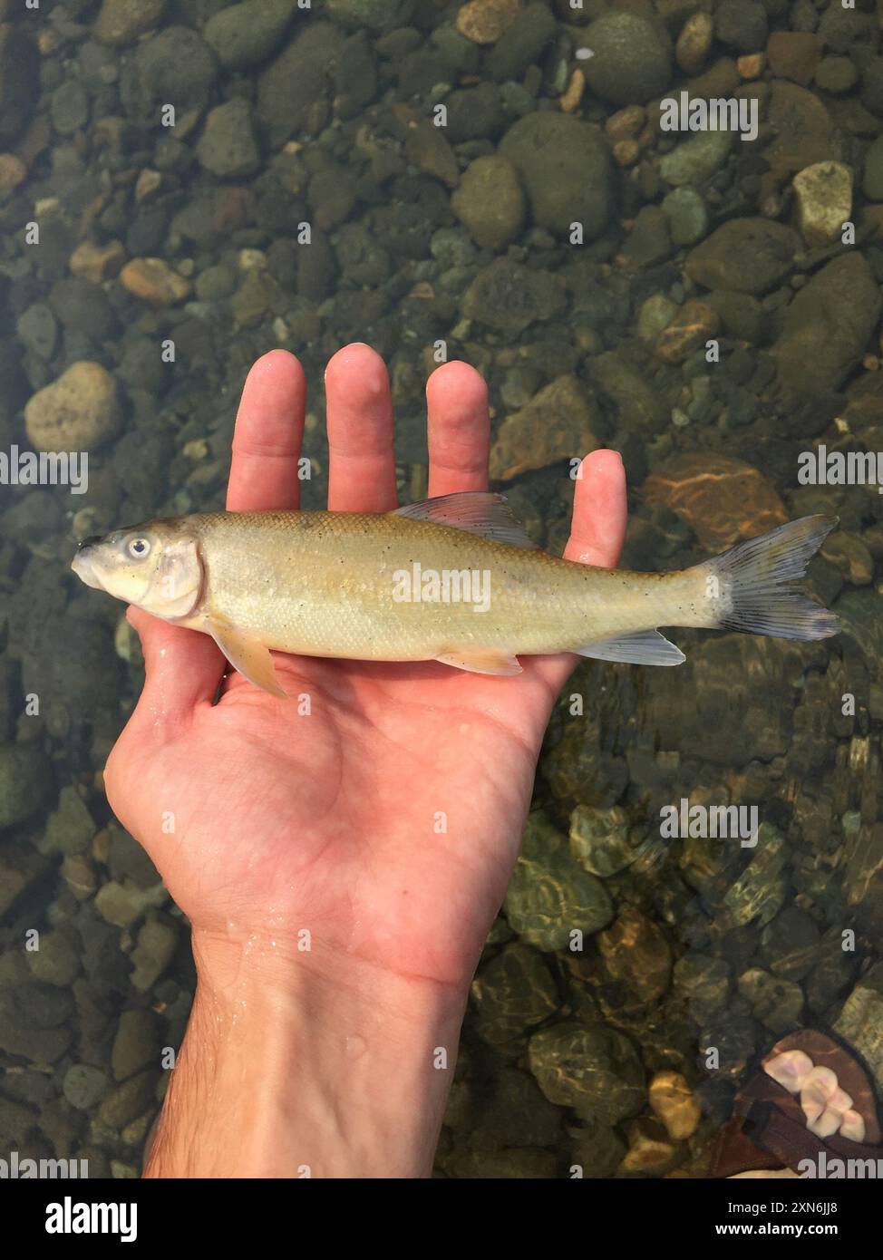 Largescale Sucker (Catostomus macrocheilus) Actinopterygii Stock Photo ...