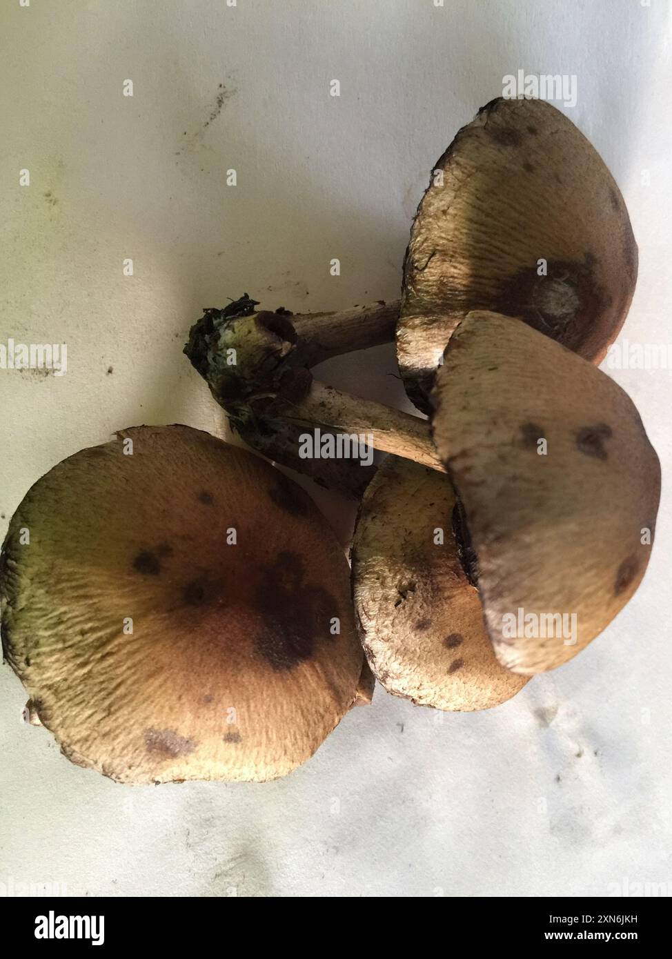 weeping widow (Lacrymaria lacrymabunda) Fungi Stock Photo - Alamy