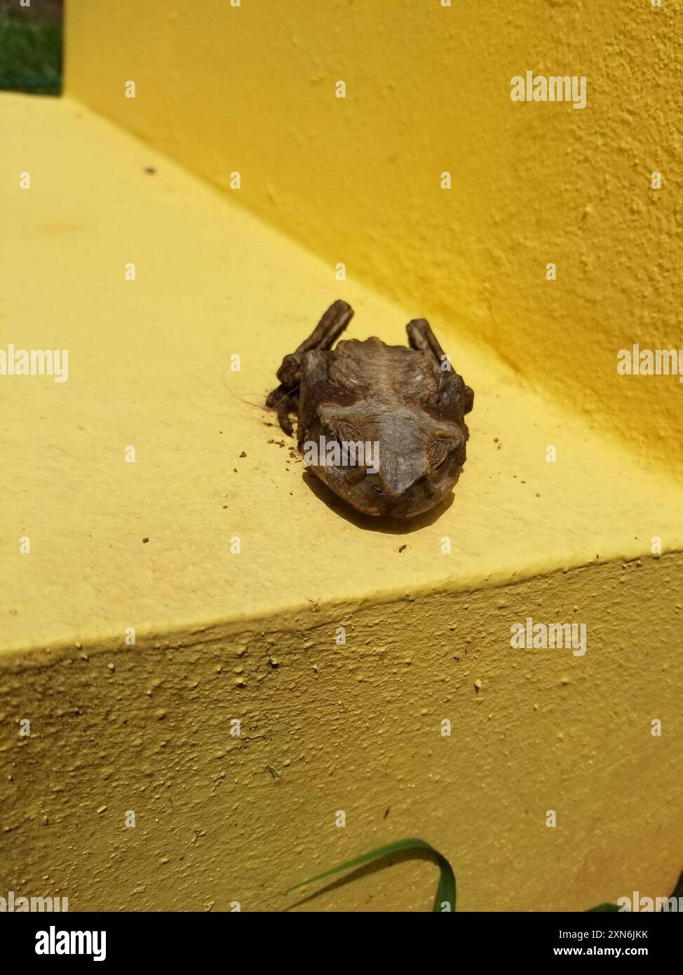 Cane Toad (Rhinella marina) Amphibia Stock Photo - Alamy