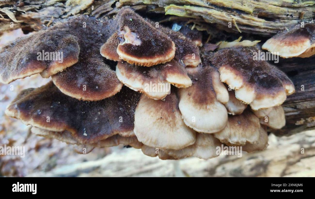 bear lentinus (Lentinellus ursinus) Fungi Stock Photo - Alamy