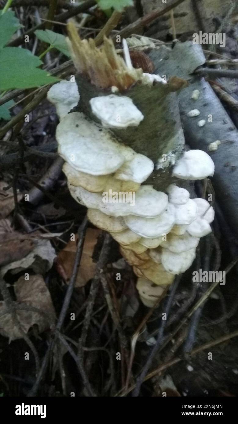 Trametes pubescens hi-res stock photography and images - Alamy