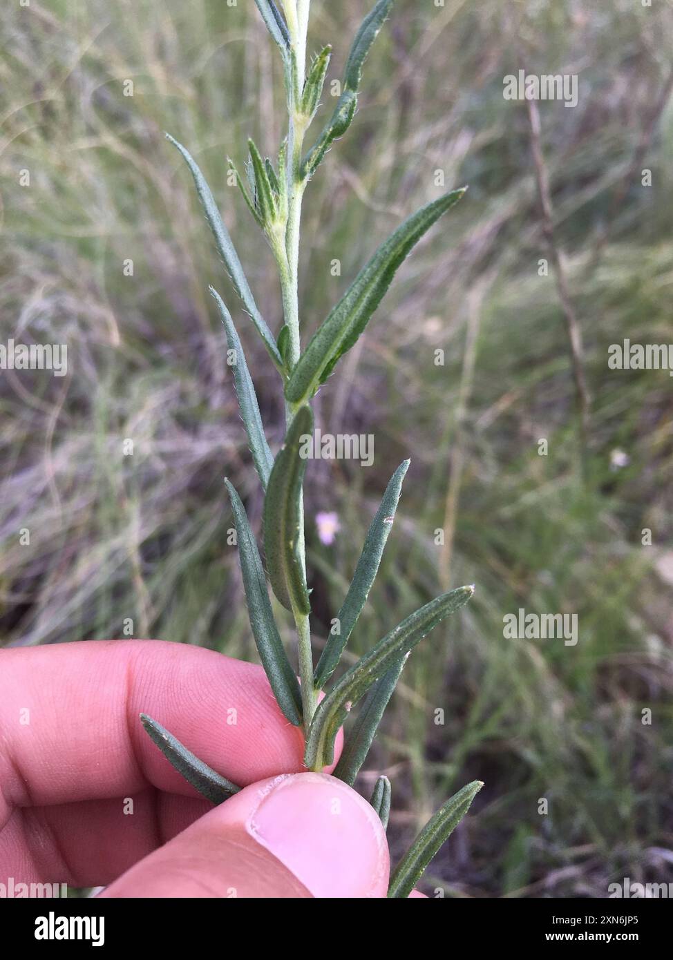 manyflowered gromwell (Lithospermum multiflorum) Plantae Stock Photo ...