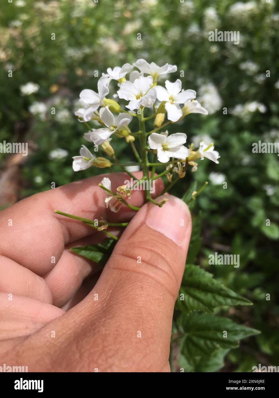 heartleaf bittercress (Cardamine cordifolia) Plantae Stock Photo - Alamy