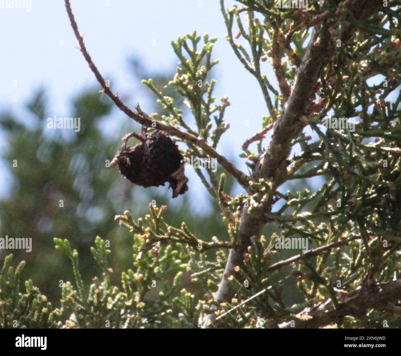 juniper-apple rust (Gymnosporangium juniperi-virginianae) Fungi Stock ...