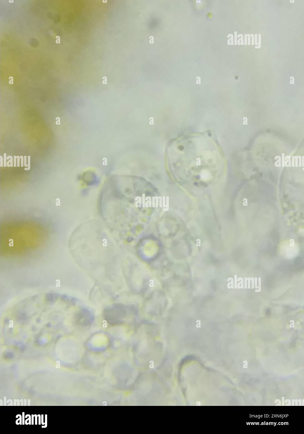 Bolbitius coprophilus hi-res stock photography and images - Alamy