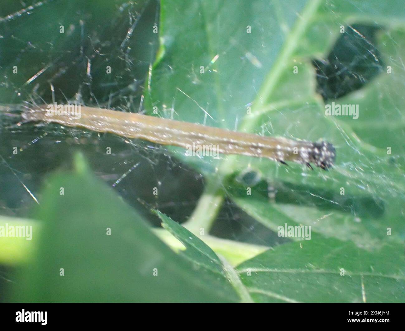 Ailanthus Webworm Moth (Atteva aurea) Insecta Stock Photo - Alamy