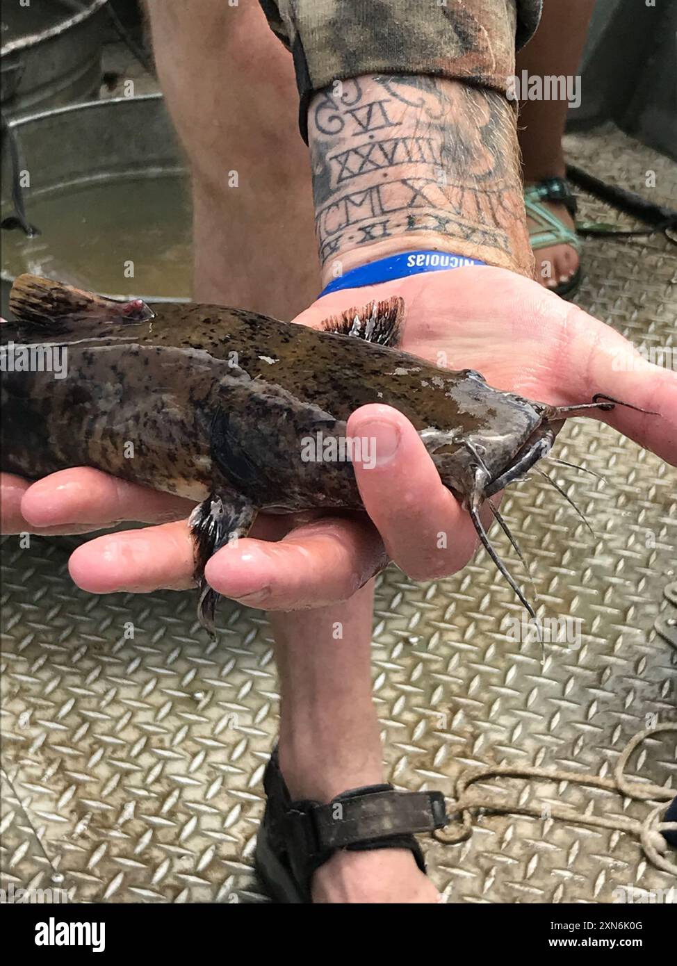 Flathead catfish hi-res stock photography and images - Alamy