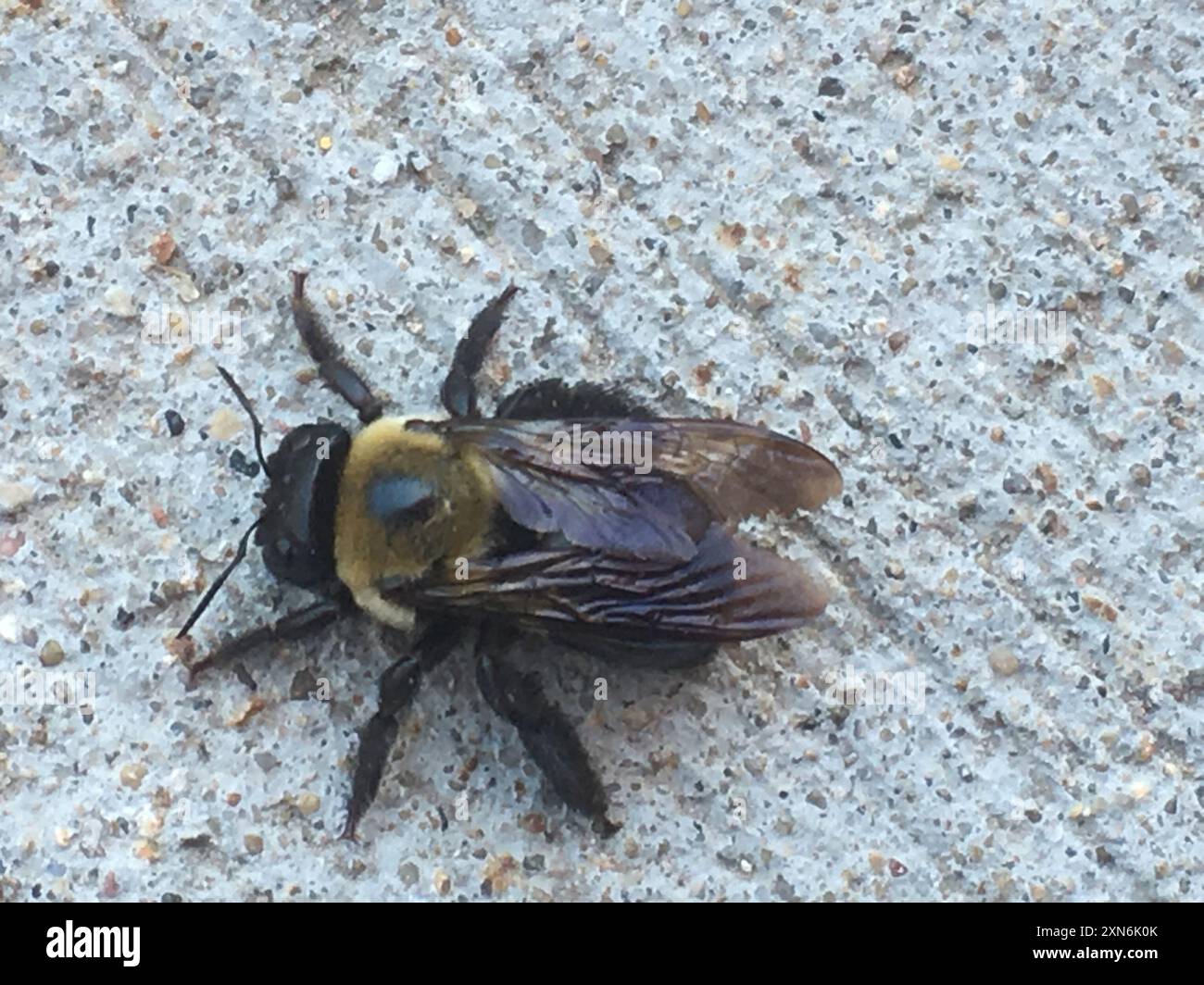 Eastern Carpenter Bee (Xylocopa virginica) Insecta Stock Photo - Alamy