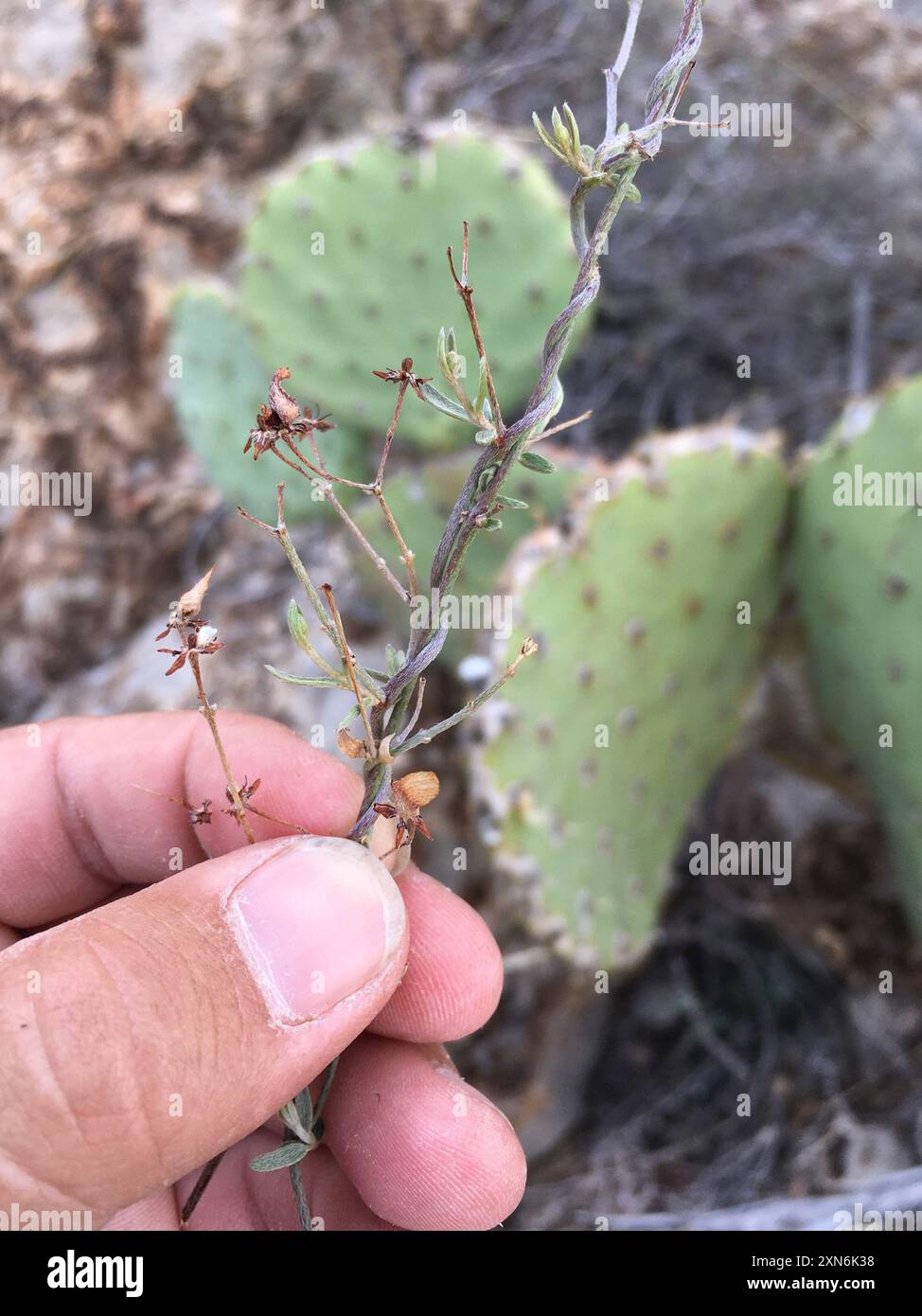 Janusia hi-res stock photography and images - Alamy