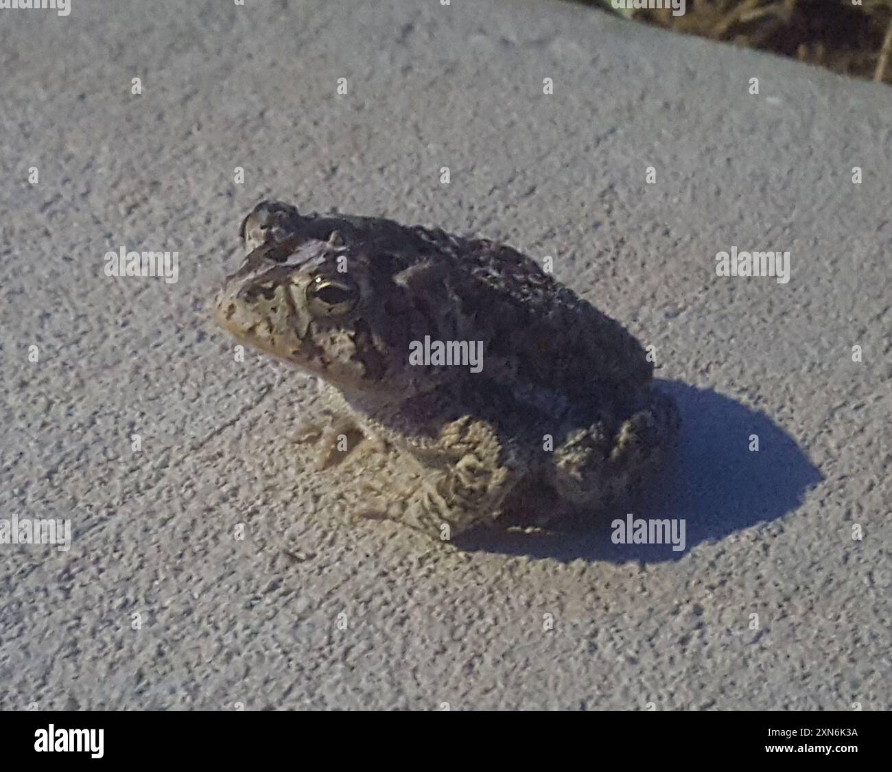 Southern Toad (Anaxyrus terrestris) Amphibia Stock Photo - Alamy