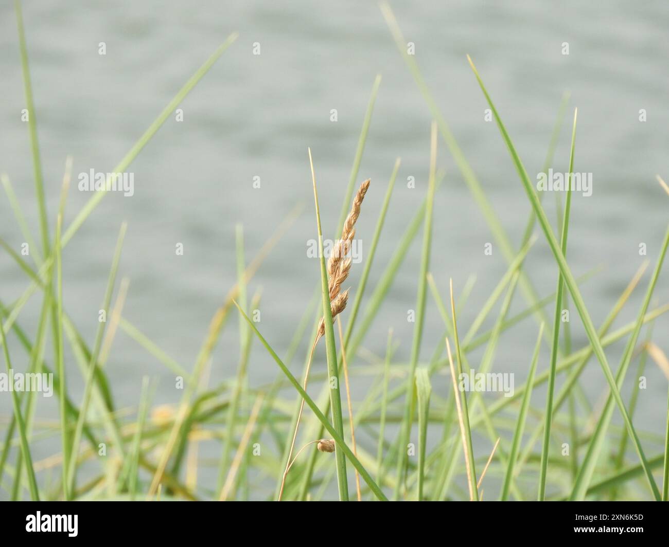 grasses, sedges, cattails, and allies (Poales) Plantae Stock Photo - Alamy