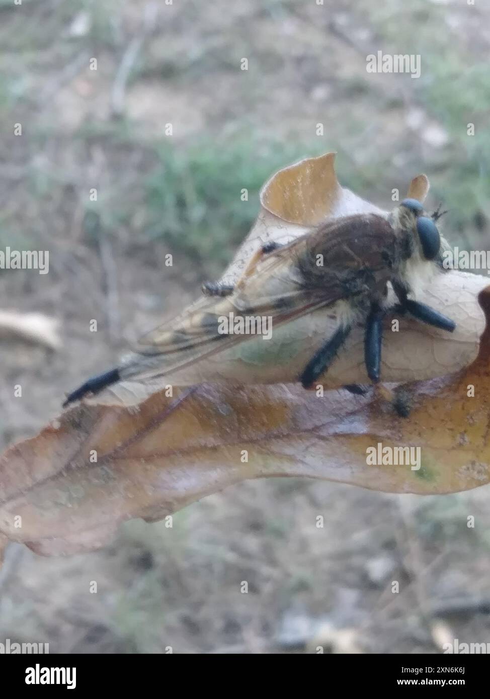 Red-footed Cannibal Fly (Promachus rufipes) Insecta Stock Photo - Alamy