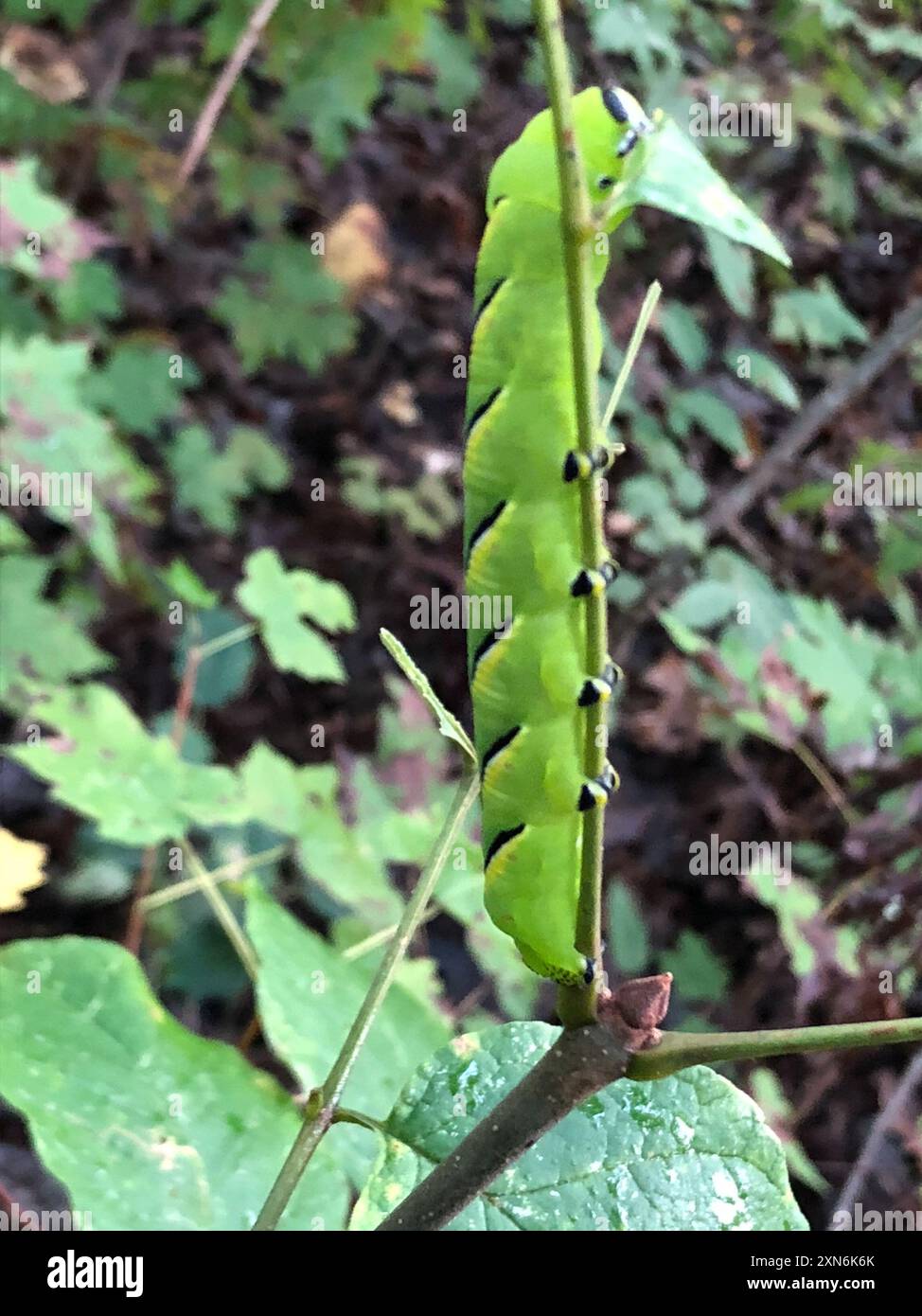 Laurel Sphinx (Sphinx kalmiae) Insecta Stock Photo - Alamy