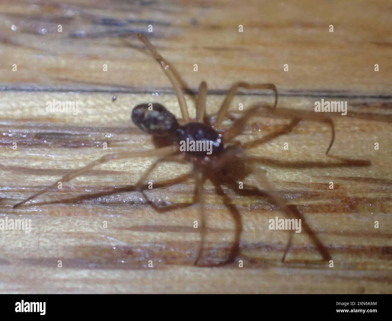 Triangulate Combfoot (Steatoda triangulosa) Arachnida Stock Photo - Alamy