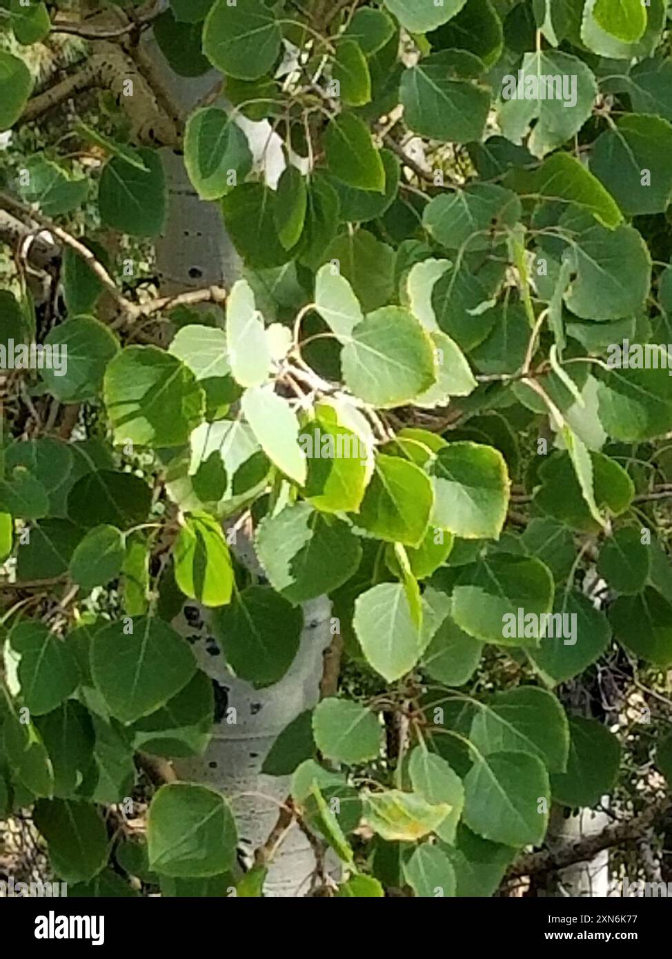 trembling aspen (Populus tremuloides) Plantae Stock Photo - Alamy
