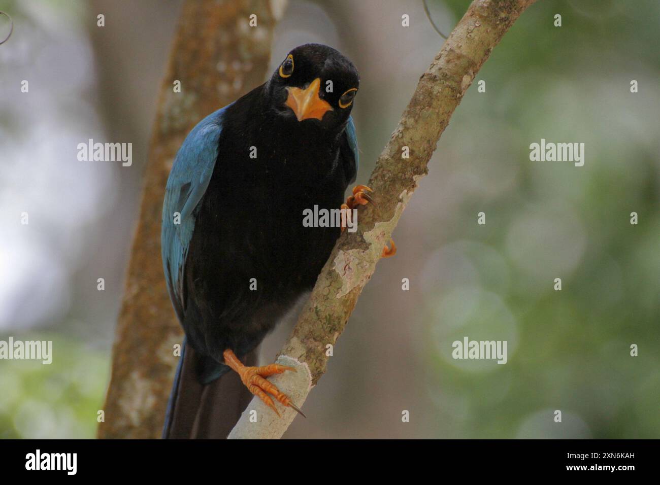 Yucatan Jay (Cyanocorax yucatanicus) Aves Stock Photo - Alamy