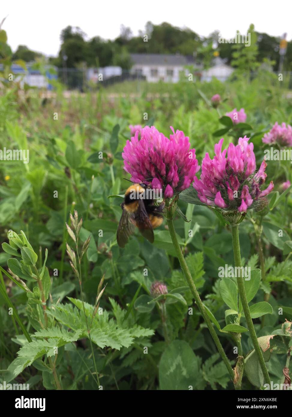 Northern Amber Bumble Bee (Bombus borealis) Insecta Stock Photo - Alamy