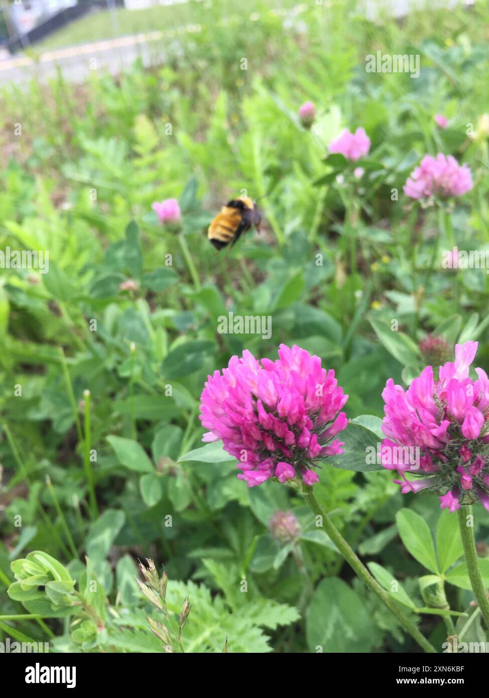 Northern Amber Bumble Bee (Bombus borealis) Insecta Stock Photo - Alamy