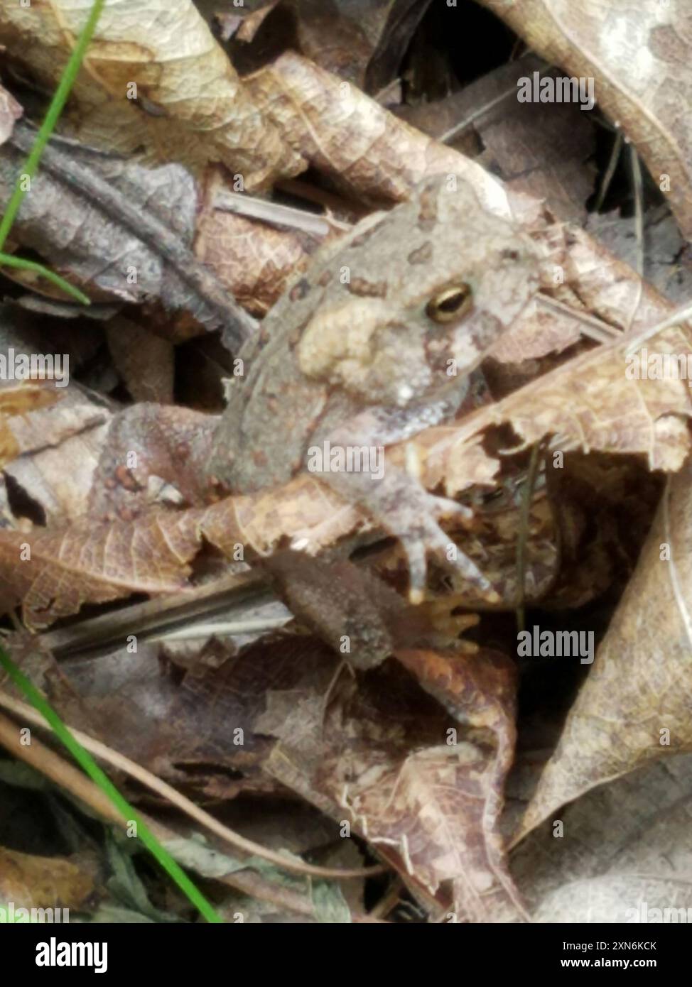 Eastern American Toad (Anaxyrus americanus americanus) Amphibia Stock ...