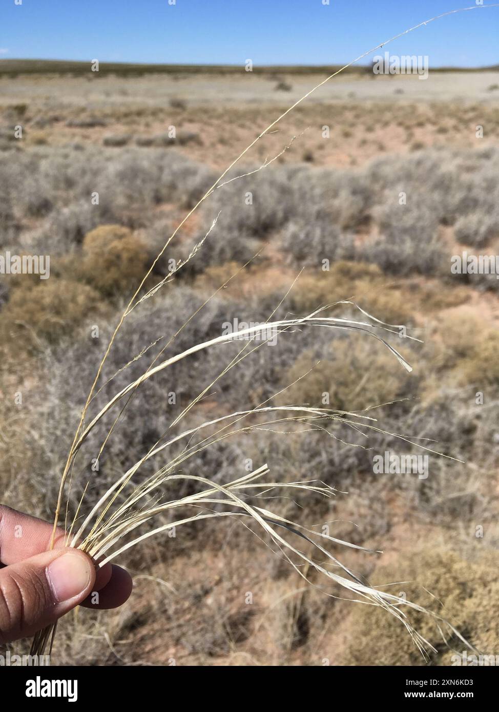 Sand Dropseed (Sporobolus cryptandrus) Plantae Stock Photo - Alamy