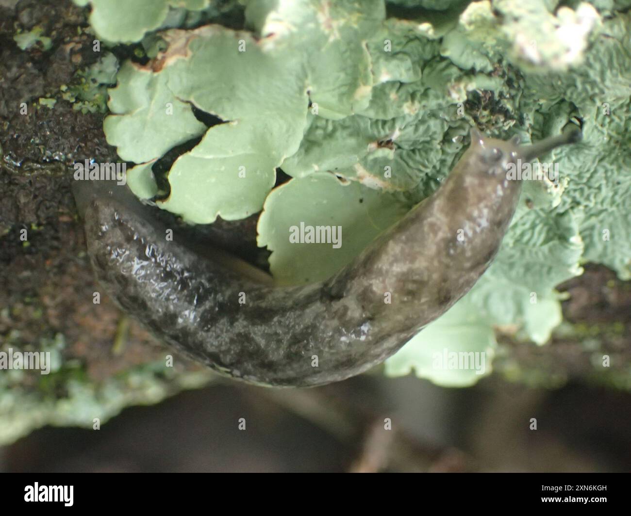 Megapallifera hi-res stock photography and images - Alamy