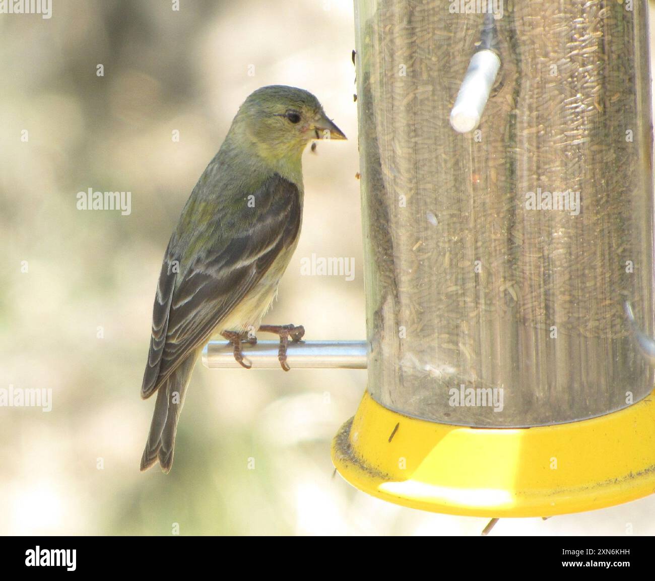 Lesser Goldfinch (Spinus psaltria) Aves Stock Photo - Alamy