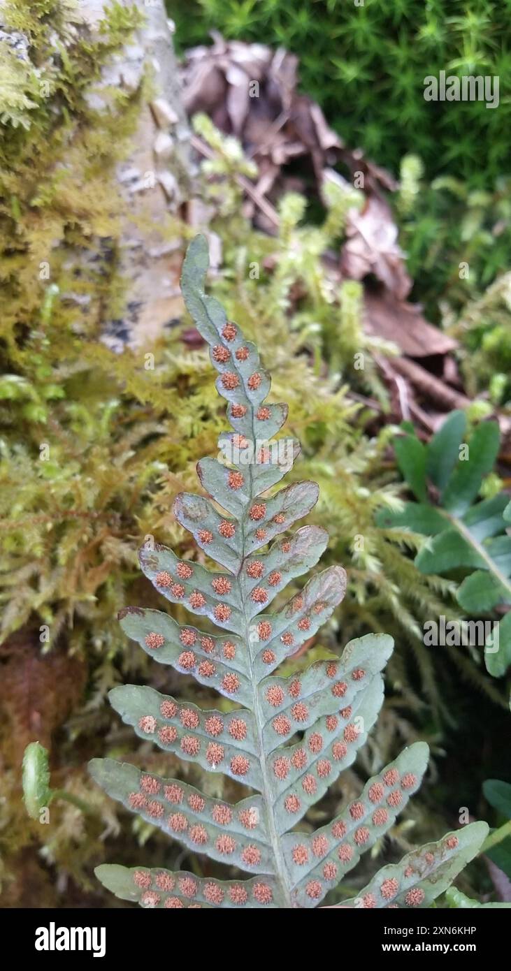 polypody ferns (Polypodium) Plantae Stock Photo - Alamy