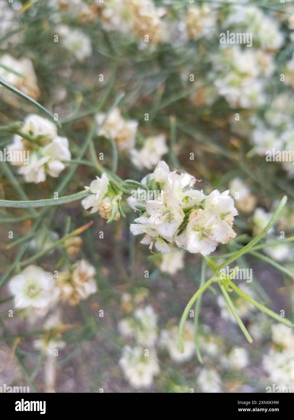 Cheesebush (Ambrosia salsola) Plantae Stock Photo - Alamy