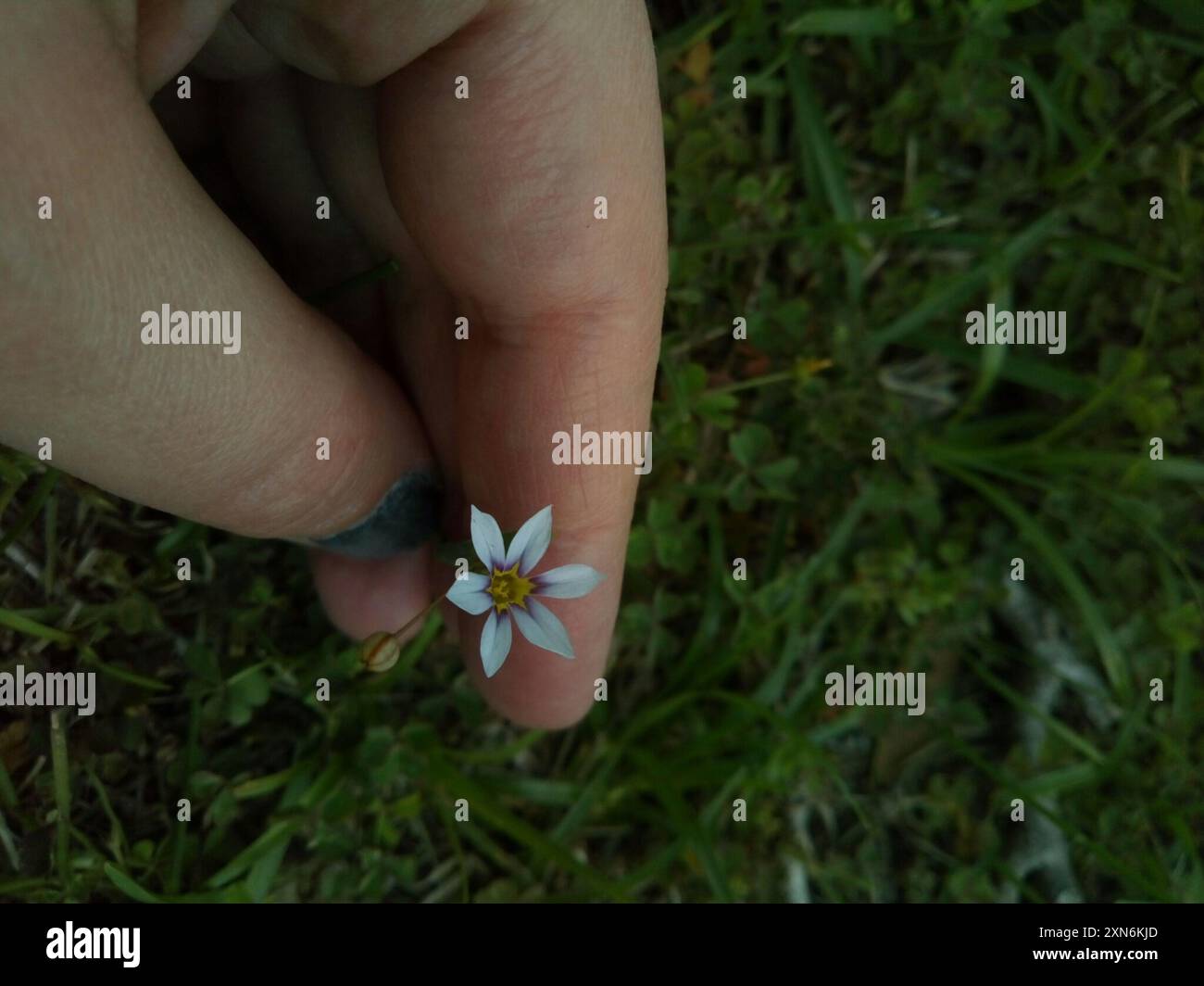 Blue Pigroot (Sisyrinchium micranthum) Plantae Stock Photo - Alamy