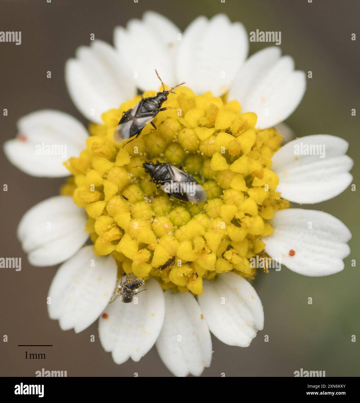 Minute pirate bugs (Anthocoridae) Insecta Stock Photo - Alamy