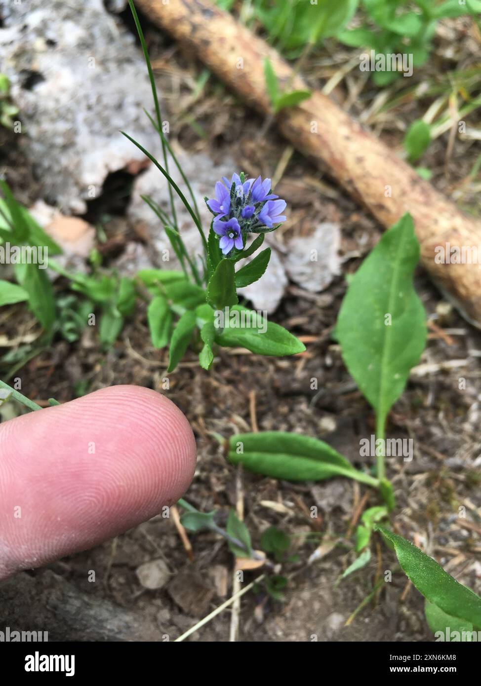 American alpine speedwell (Veronica wormskjoldii) Plantae Stock Photo ...