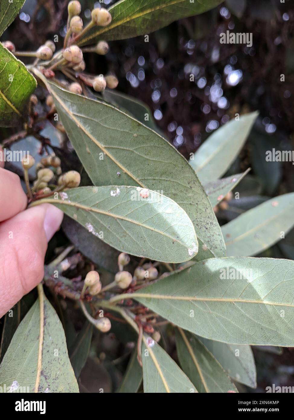 Pyriform Scale (Protopulvinaria pyriformis) Insecta Stock Photo - Alamy