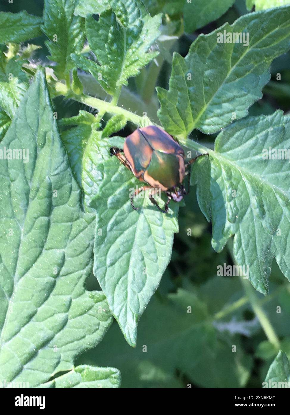 Common Green June Beetle (Cotinis nitida) Insecta Stock Photo - Alamy