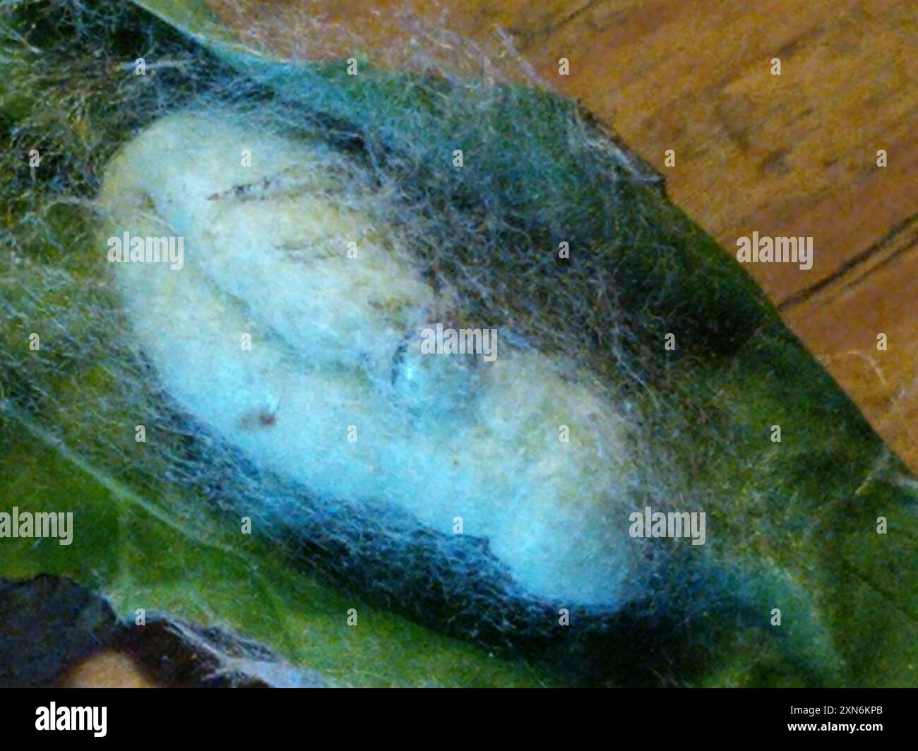 Common Looper Moth (Autographa precationis) Insecta Stock Photo - Alamy