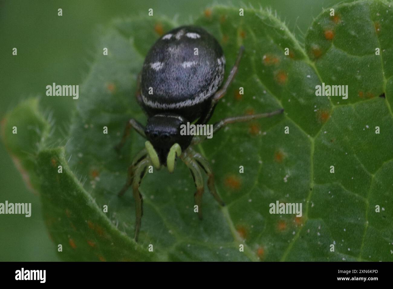 Copper sun jumper hi-res stock photography and images - Alamy