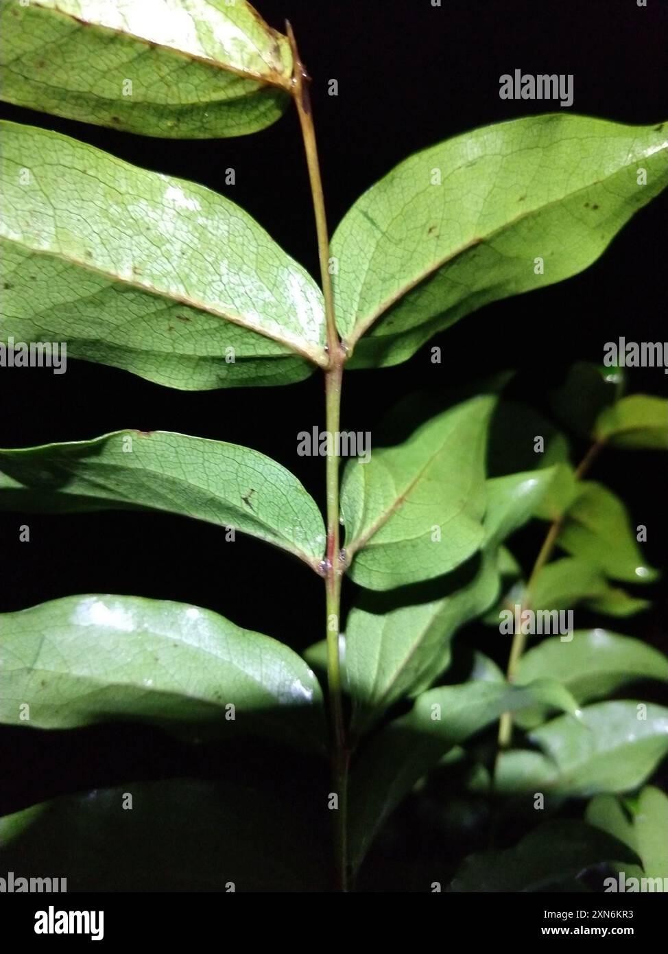 Tree Tutu (Coriaria arborea) Plantae Stock Photo - Alamy