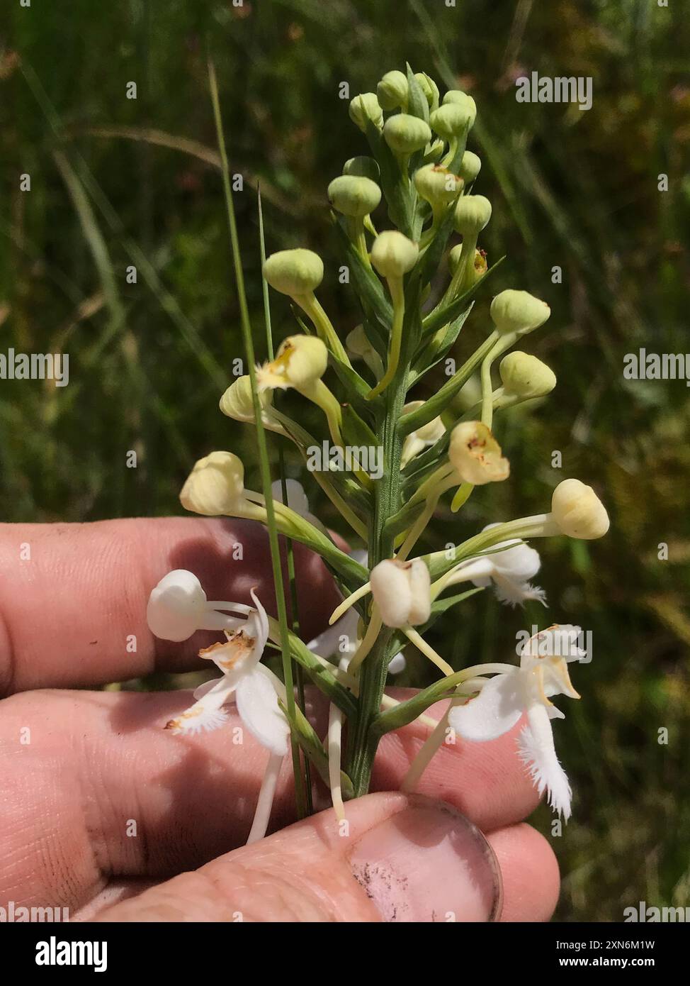 Southern White-fringed Orchid (Platanthera blephariglottis conspicua ...