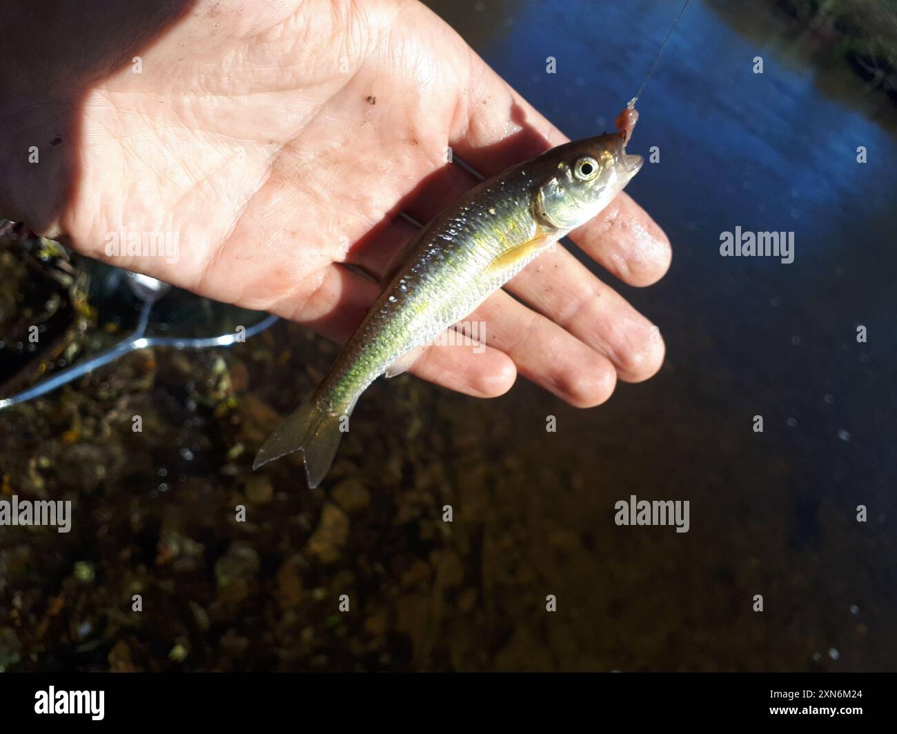Common Shiner (Luxilus cornutus) Actinopterygii Stock Photo - Alamy