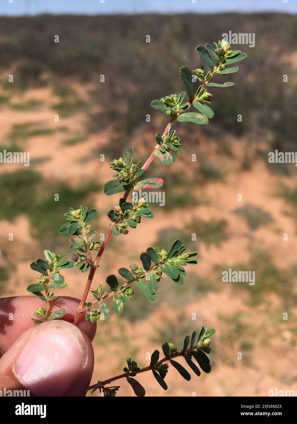Thymeleaf Sandmat (Euphorbia serpillifolia) Plantae Stock Photo - Alamy