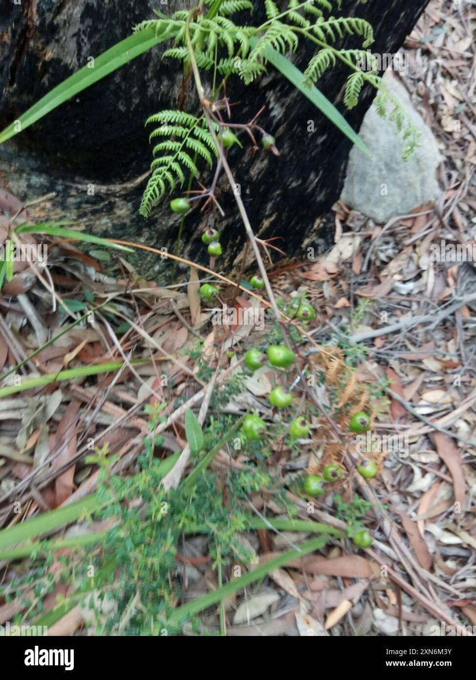 Austral Bracken (Pteridium esculentum) Plantae Stock Photo - Alamy