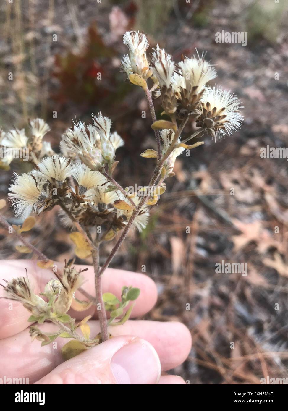 Dixie aster (Sericocarpus tortifolius) Plantae Stock Photo - Alamy