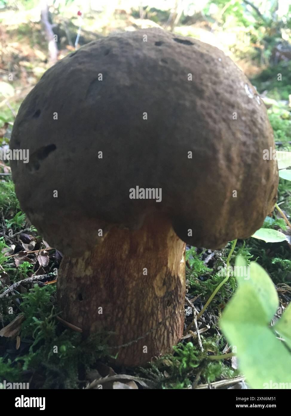 boletes (Boletaceae) Fungi Stock Photo - Alamy