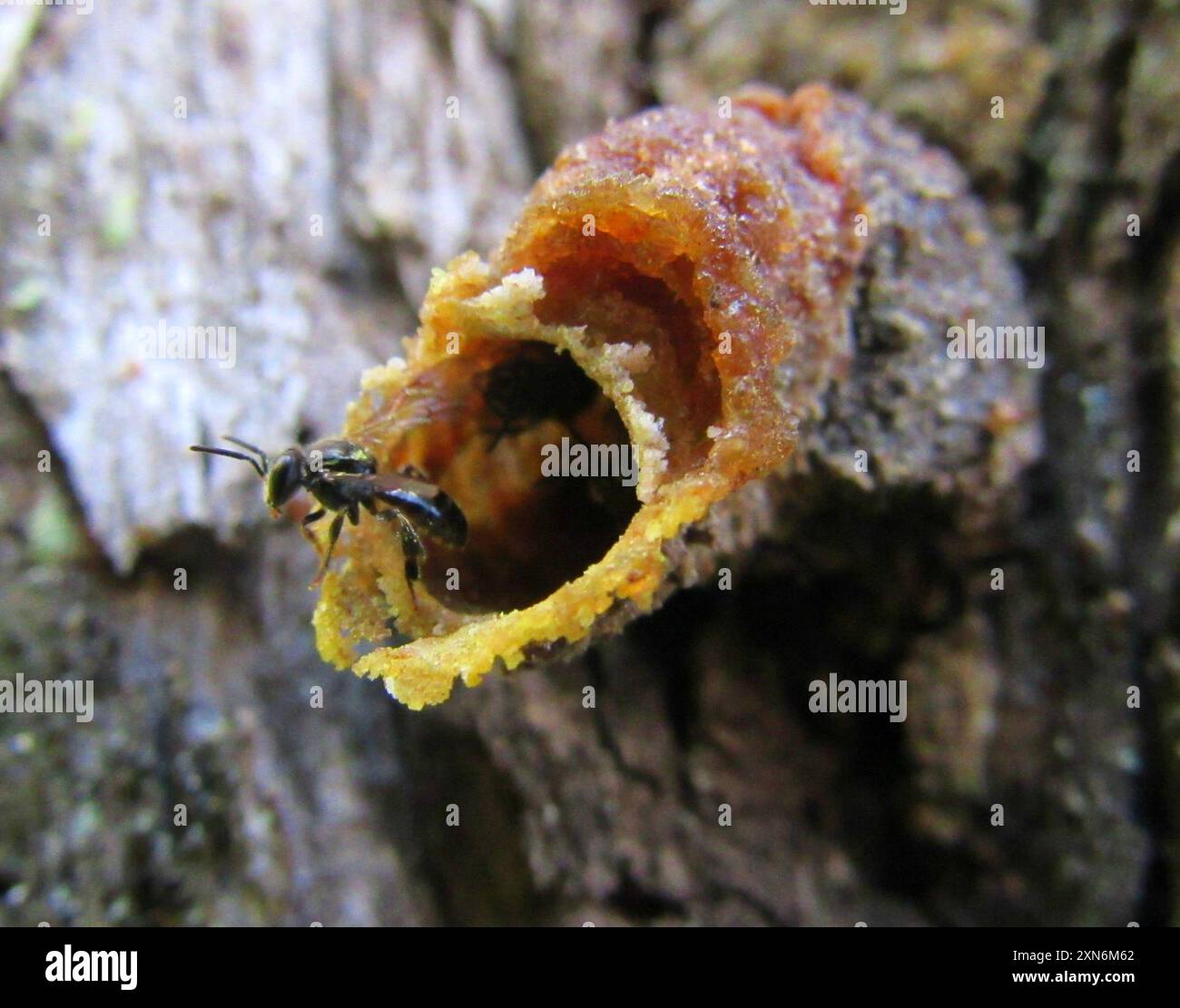 Stingless Bees (Meliponini) Insecta Stock Photo - Alamy