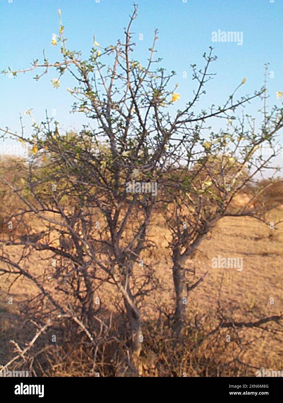 Bushveld Gardenia (Gardenia volkensii) Plantae Stock Photo - Alamy