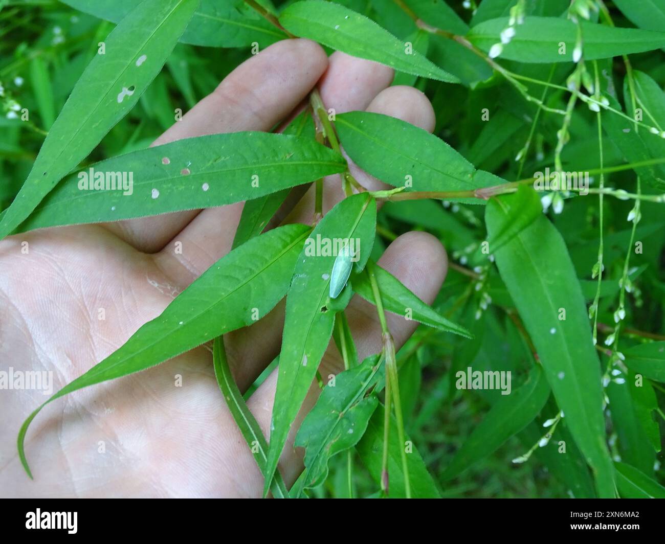 waterpepper (Persicaria hydropiper) Plantae Stock Photo - Alamy