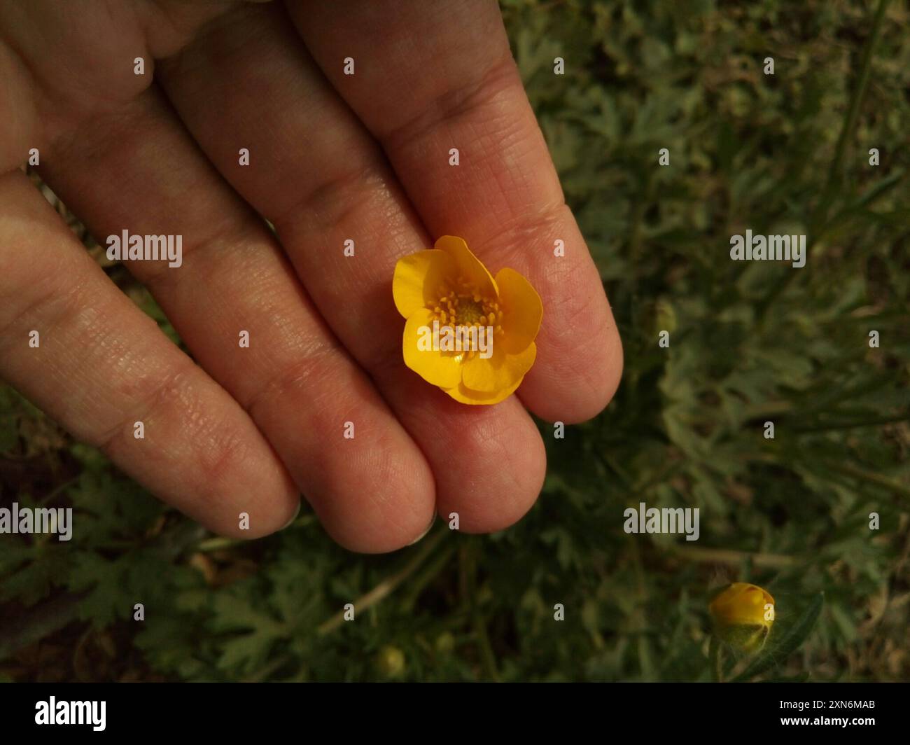 bulbous buttercup (Ranunculus bulbosus) Plantae Stock Photo - Alamy