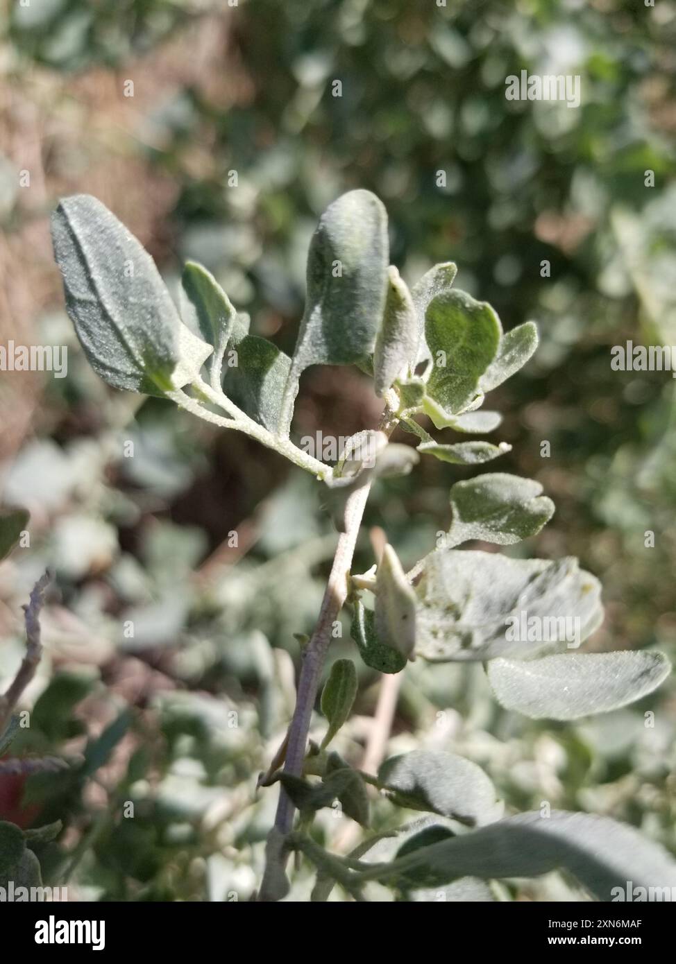 big saltbush (Atriplex lentiformis) Plantae Stock Photo - Alamy