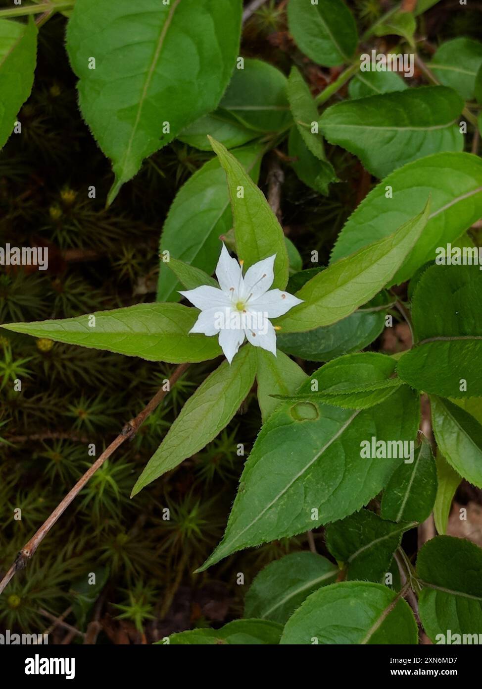 northern starflower (Lysimachia borealis) Plantae Stock Photo - Alamy