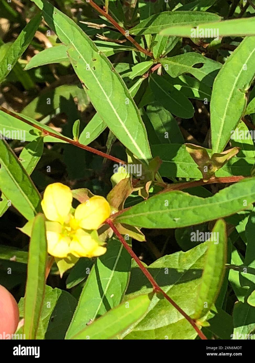 Seedbox (Ludwigia alternifolia) Plantae Stock Photo - Alamy