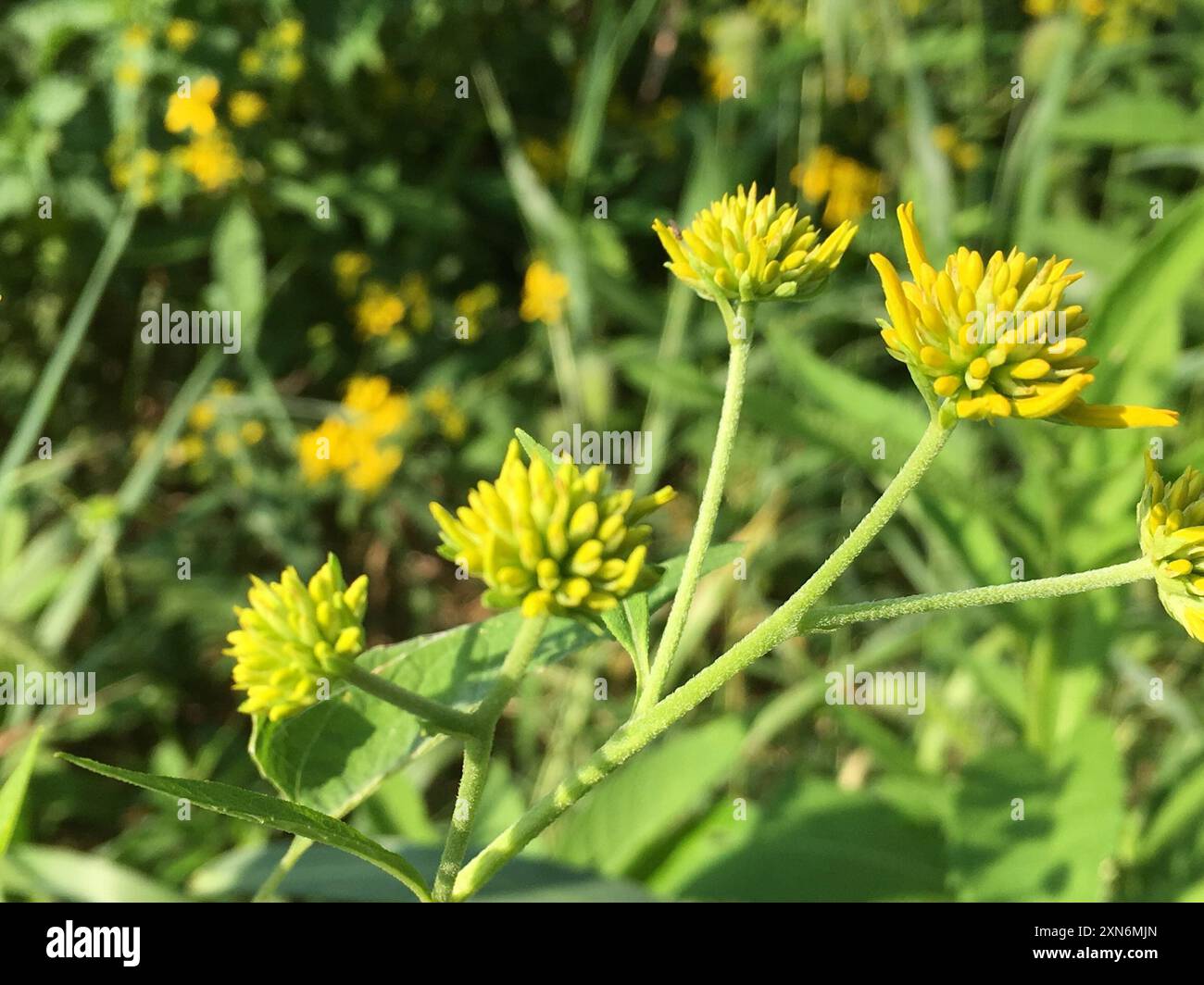 Wingstem (Verbesina alternifolia) Plantae Stock Photo - Alamy